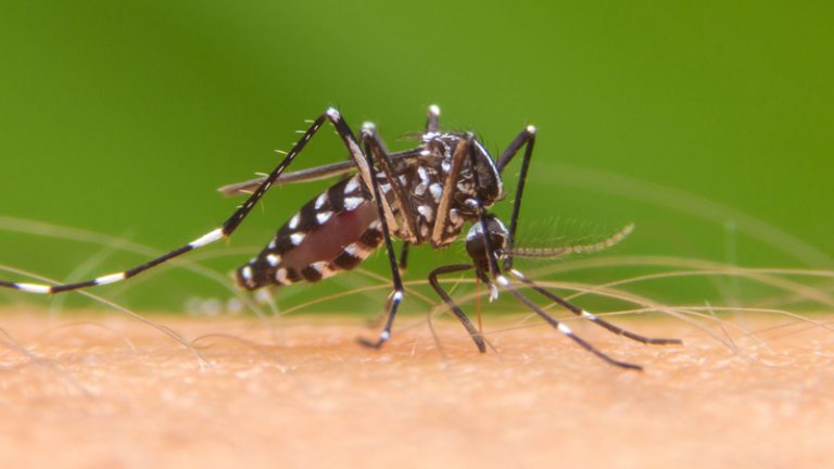 Se confirman los 5 primeros casos con el virus Mayaro en el país ...